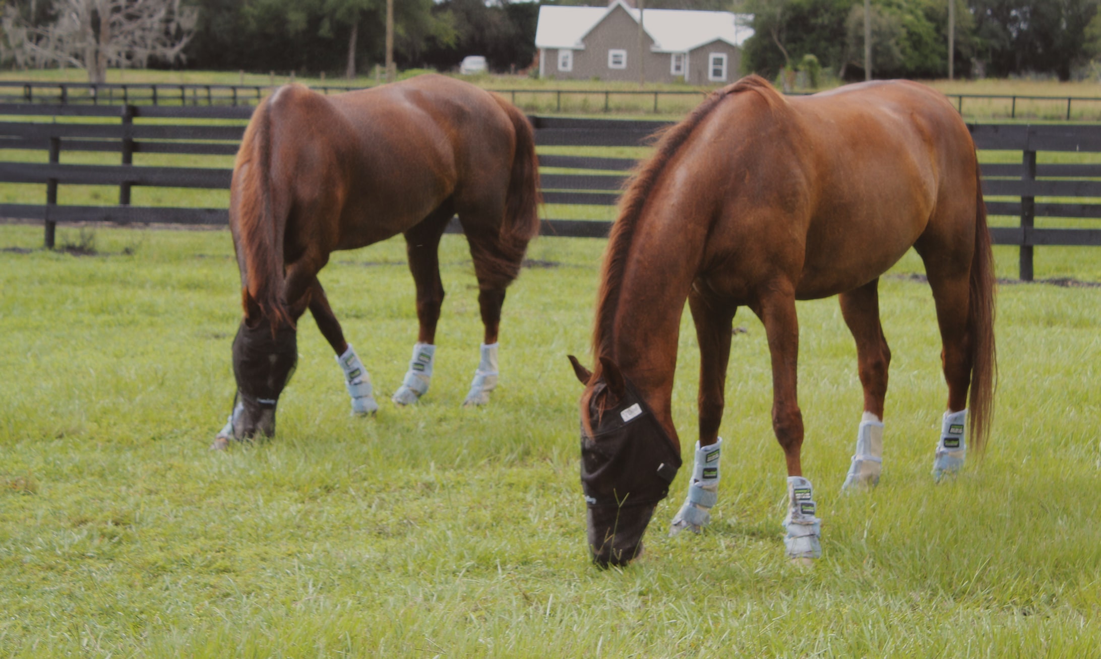 Bright Angel Ranch - An Equestrian Residence - Dade City, Florida